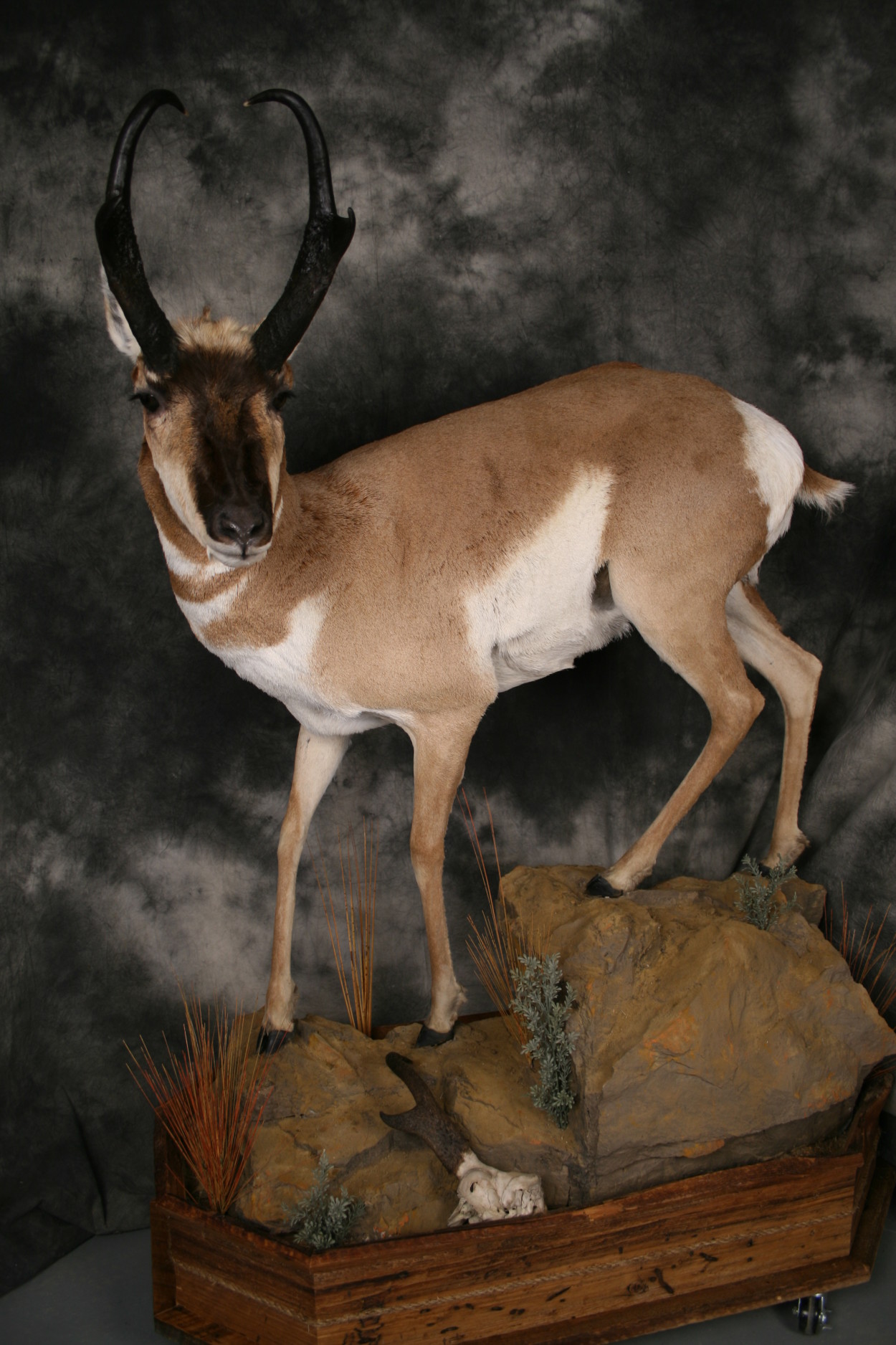 Antelope – Cat Tracks Wildlife Design